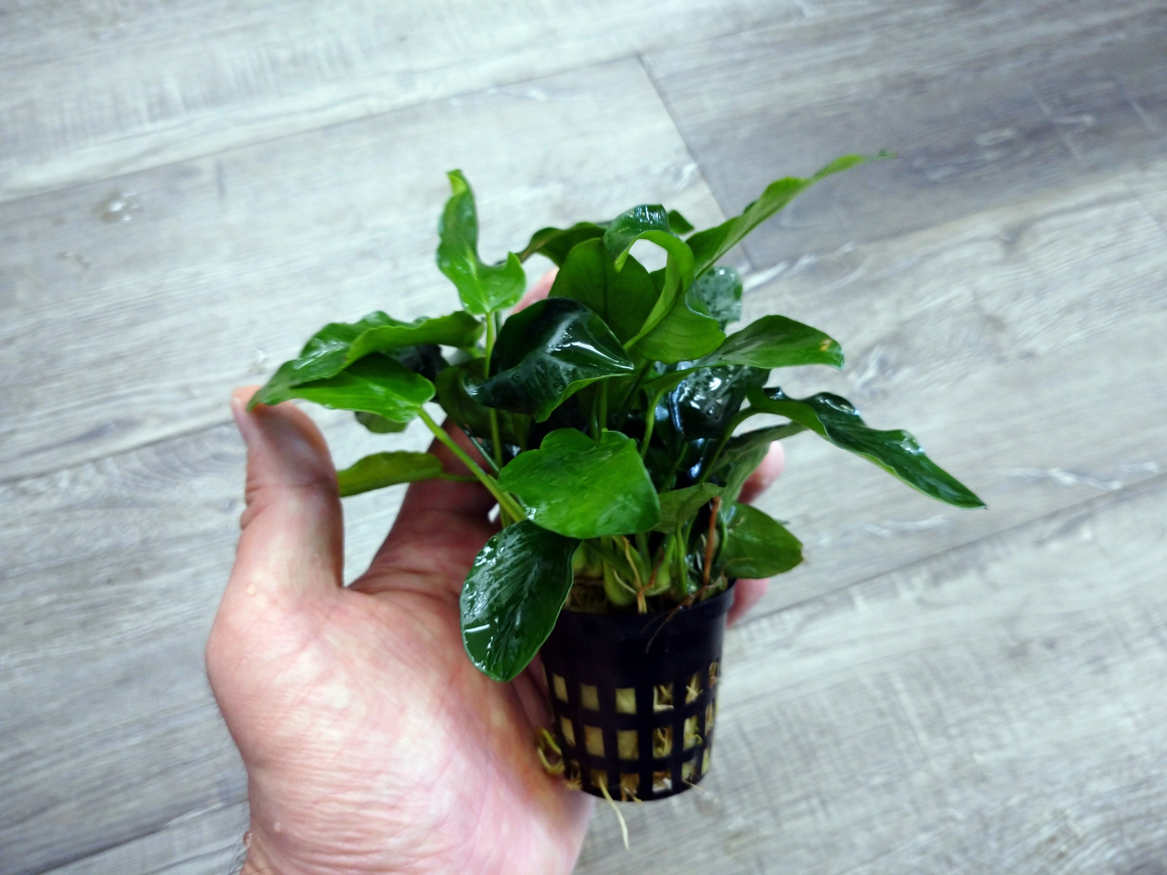 アヌビアスの仲間 – e-scape online