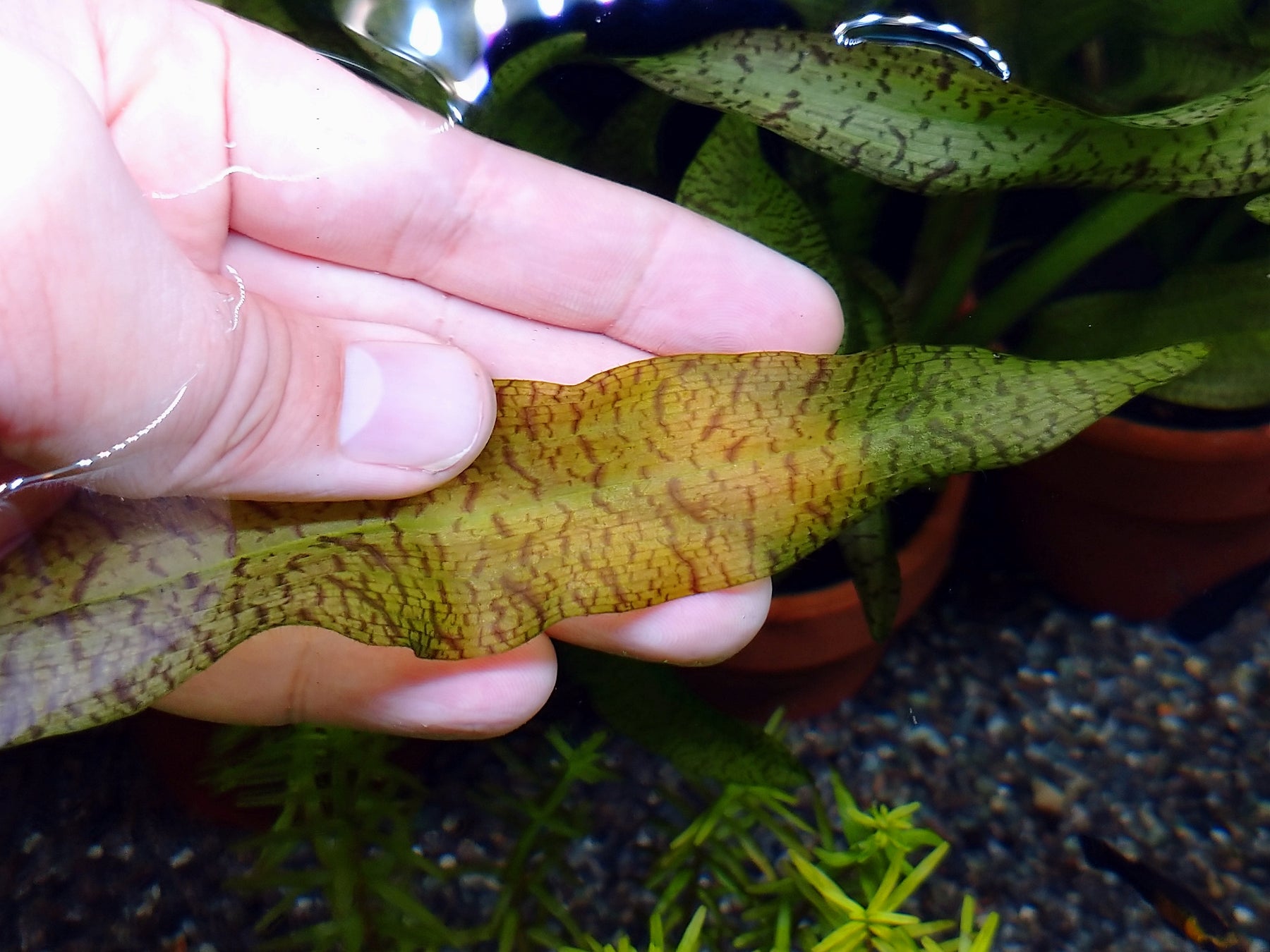 水草 – e-scape online