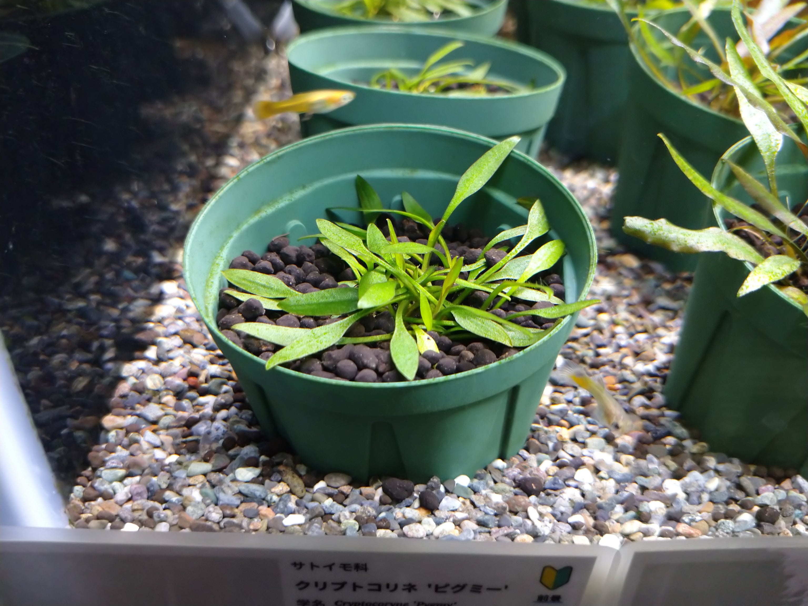 クリプトコリネ ‘ピグミー’ 1鉢分 – e-scape online